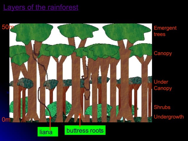 Lesson 2 Rainforest Ecosystems | PPT