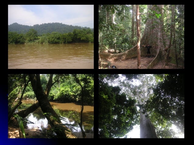 Lesson 2 Rainforest Ecosystems | PPT