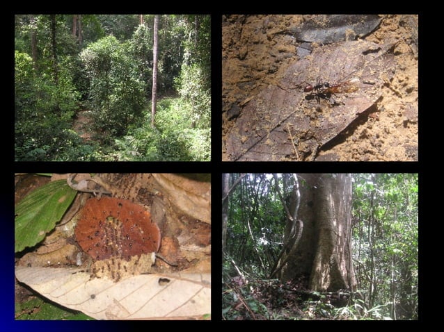 Lesson 2 Rainforest Ecosystems | PPT