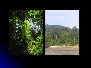 Lesson 2 Rainforest Ecosystems | PPT
