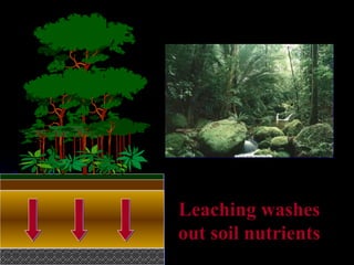 Lesson 2 Rainforest Ecosystems | PPT