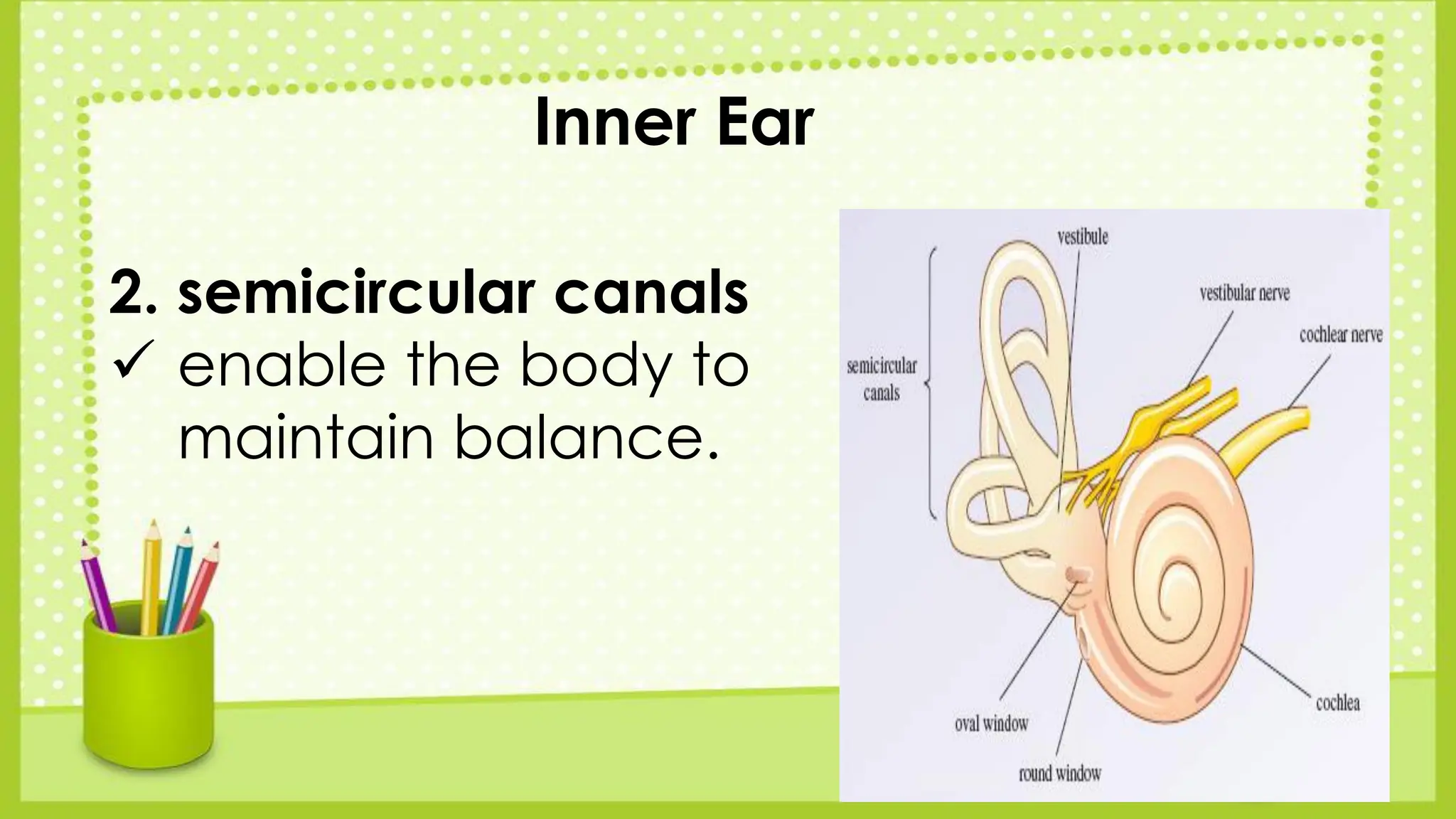 Lesson-2-Sense-Organs-Ears.pdf presentat | PDF