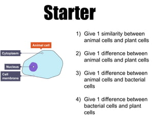 Lesson-2-Specialised-cells for Year Seven | PPT