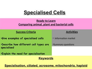 Lesson-2-Specialised-cells for Year Seven | PPT