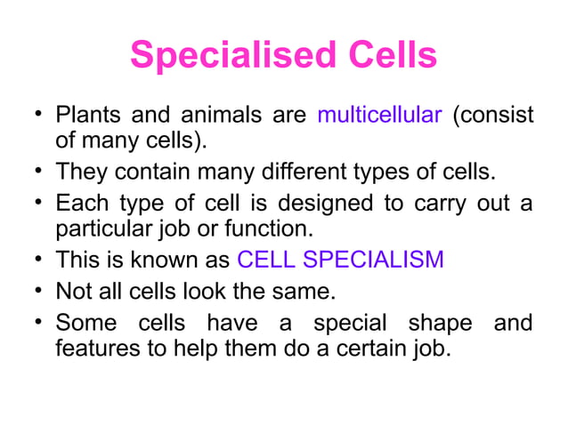 Lesson-2-Specialised-cells for Year Seven | PPT
