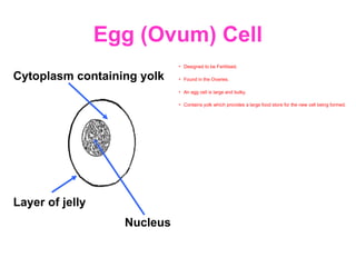 Lesson-2-Specialised-cells for Year Seven | PPT