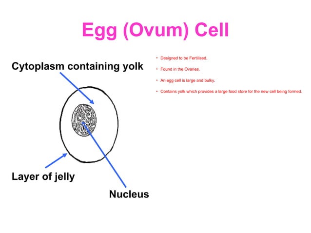 Lesson-2-Specialised-cells for Year Seven | PPT