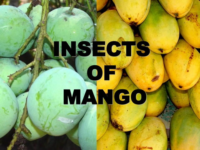 Lesson-2c.-10.-Major-Pest-of-Crops-Fruit-trees_033324.pdf