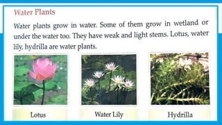 Lesson 2 Plants around us | PPTX