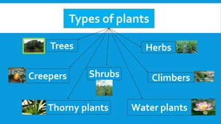 Lesson 2 Plants around us | PPTX