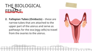 Lesson-3-Anatomy-and-Physiology-of-Reproduction.pptx