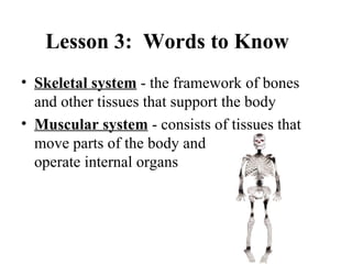 Lesson 3 Bones | PPT