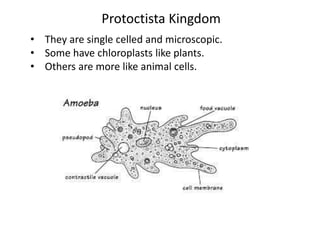 Lesson 3 features of organisms and kingdoms | PPTX