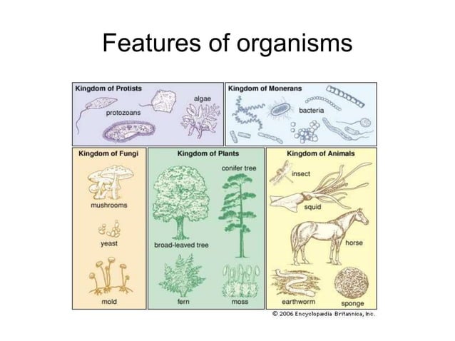 Lesson 3 features of organisms and kingdoms | PPTX