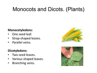 Lesson 3 features of organisms and kingdoms | PPTX