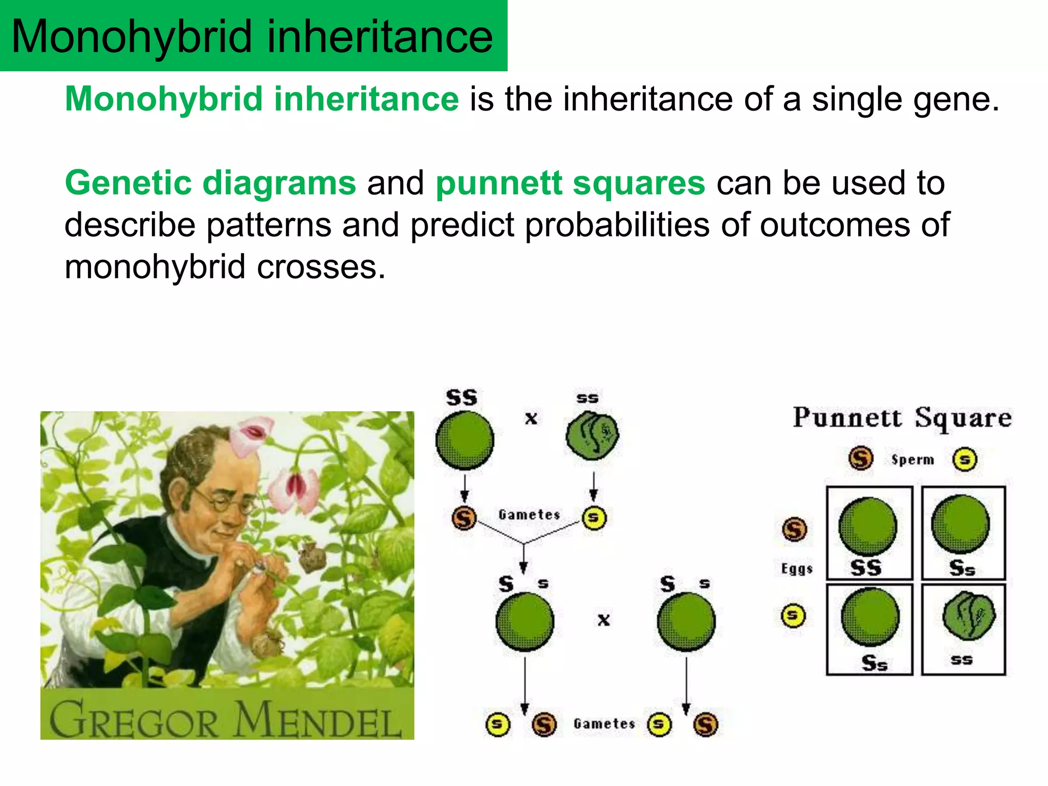 Lesson-3---Monohybrid-Crosses.ppt