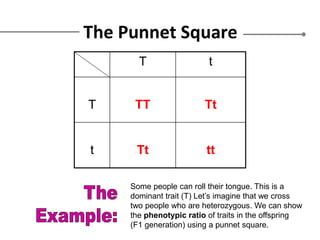 Lesson-3---Monohybrid-Crosses.ppt