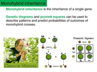 Lesson-3---Monohybrid-Crosses.ppt