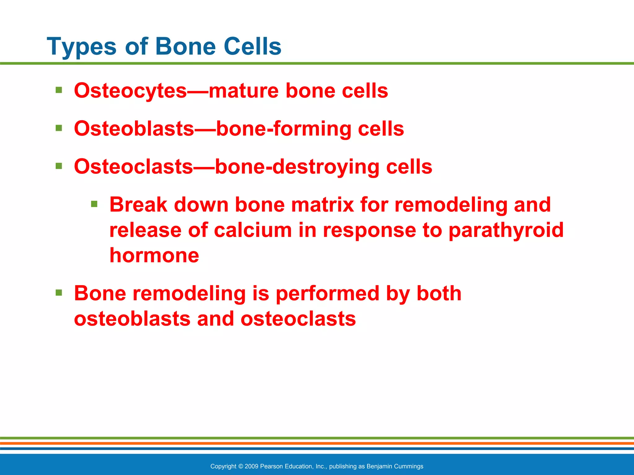 Lesson-4.-Skeletal-System.ppt