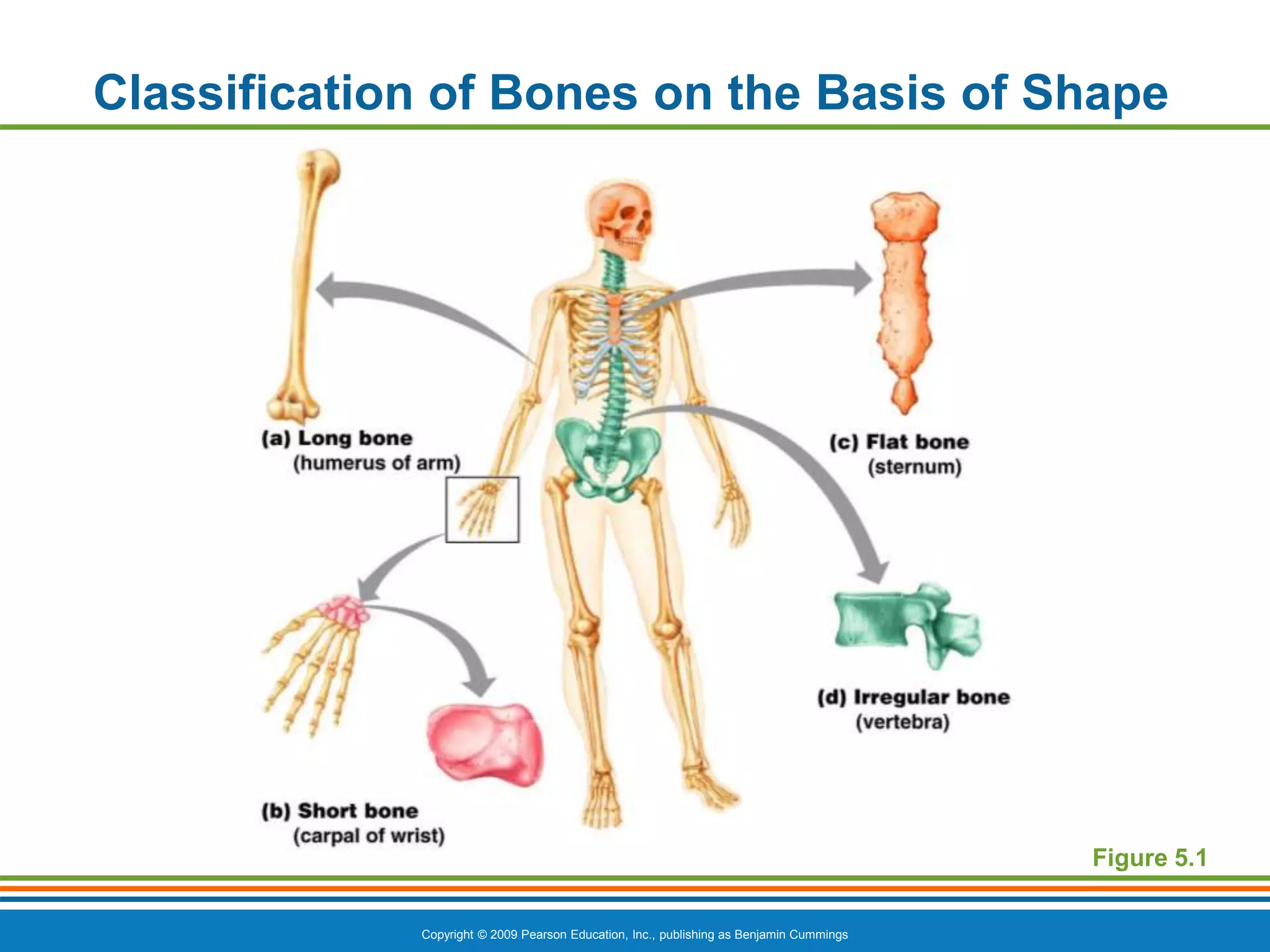 Lesson-4.-Skeletal-System.ppt