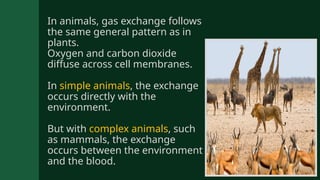 Comprehensive Overview of Gas Exchange Systems in Animals and Their ...