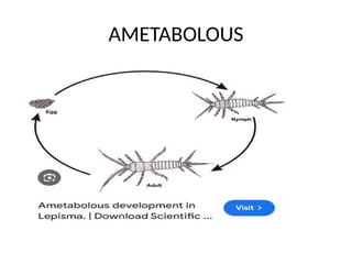 LESSON-4-INSECT-METAMORPHOSIS ( 1).pptx
