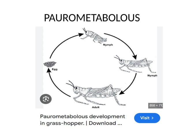 LESSON-4-INSECT-METAMORPHOSIS ( 1).pptx