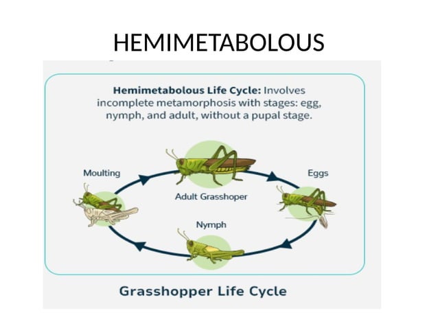 LESSON-4-INSECT-METAMORPHOSIS ( 1).pptx
