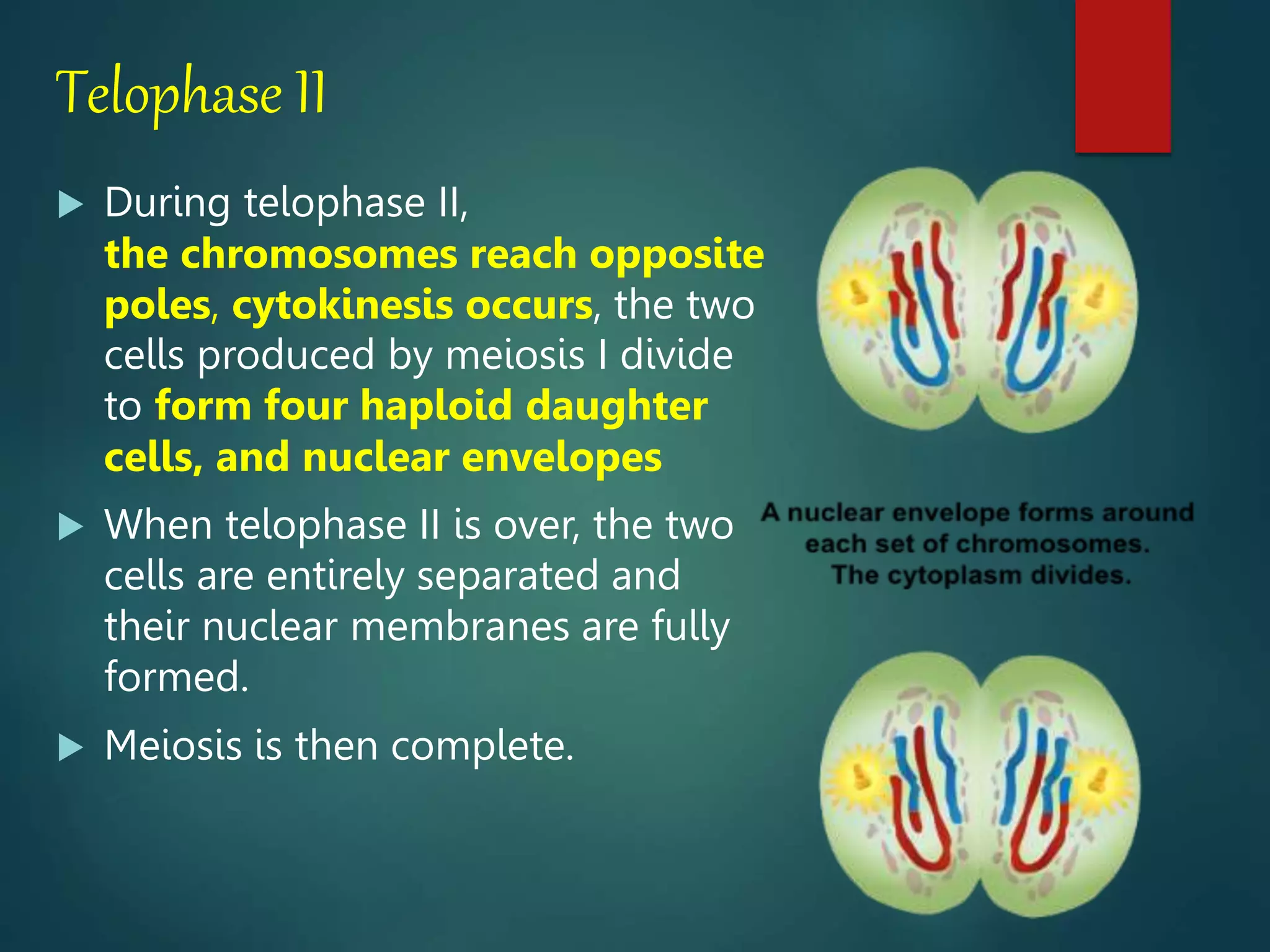Lesson-4-Meiosis-and-Human-Life-Cycle.pptx