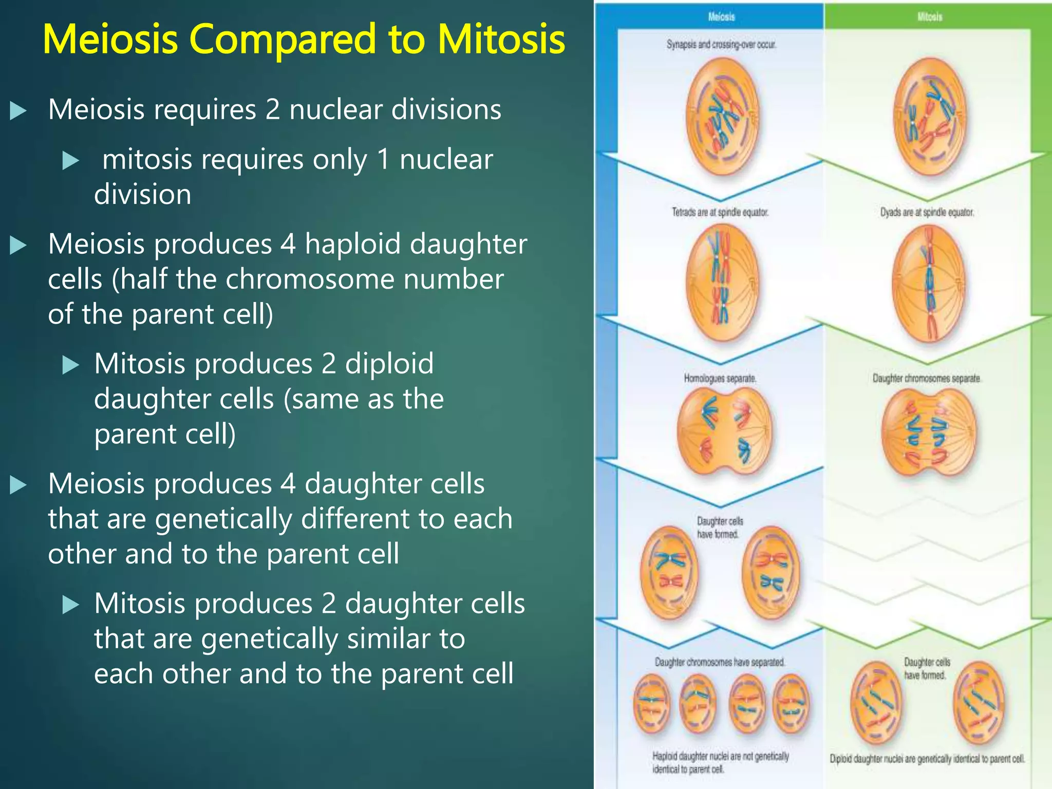 Lesson-4-Meiosis-and-Human-Life-Cycle.pptx