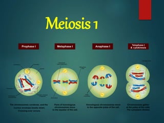 Lesson-4-Meiosis-and-Human-Life-Cycle.pptx | Infertility | Reproductive Health
