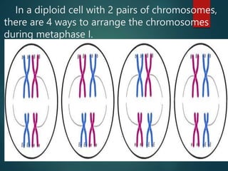 Lesson-4-Meiosis-and-Human-Life-Cycle.pptx