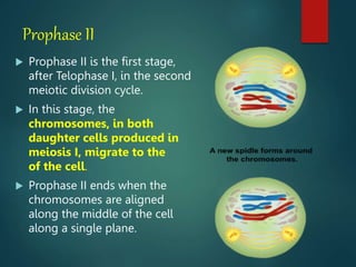 Lesson-4-Meiosis-and-Human-Life-Cycle.pptx