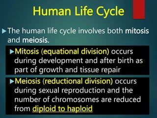 Lesson-4-Meiosis-and-Human-Life-Cycle.pptx