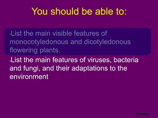 Plantae Bacteria