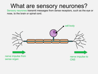 lesson-4_the-neurone.ppt
