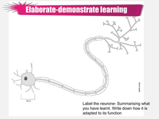 lesson-4_the-neurone.ppt