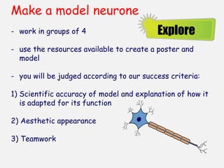 lesson-4_the-neurone.ppt