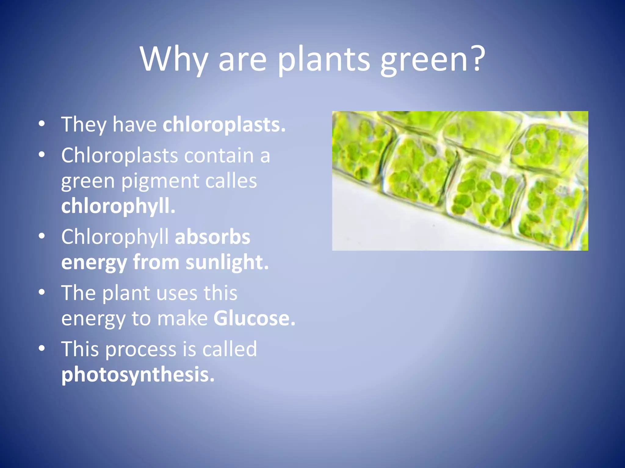 Lesson 5 features of the plant kingdom (1) | PPTX