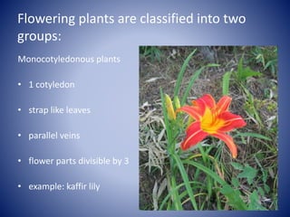 Lesson 5 features of the plant kingdom (1) | PPTX