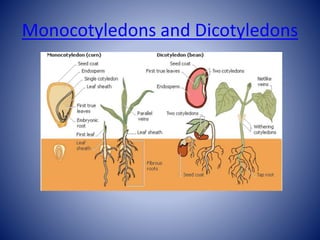 Lesson 5 features of the plant kingdom (1) | PPTX