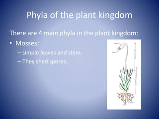 Lesson 5 features of the plant kingdom (1) | PPTX
