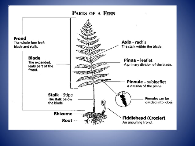 Lesson 5 features of the plant kingdom (1) | PPTX | Gardening | Home ...