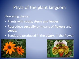 Lesson 5 features of the plant kingdom (1) | PPTX