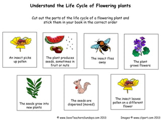 Lesson-5---Life-cycle-of-flowering-plants.pptx