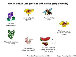 Lesson-5---Life-cycle-of-flowering-plants.pptx