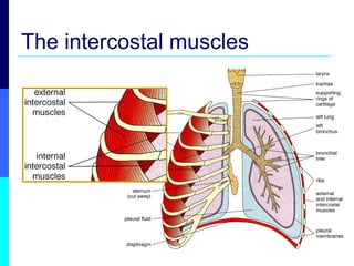 Lesson 5 Mechanisms Of Ventilation | PPT