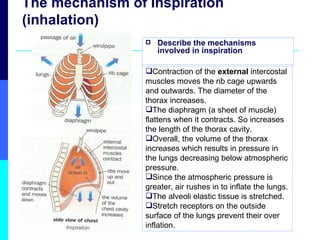 Lesson 5 Mechanisms Of Ventilation | PPT