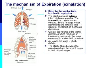 Lesson 5 Mechanisms Of Ventilation | PPT