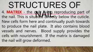 Lesson-5-NailCare.ppt